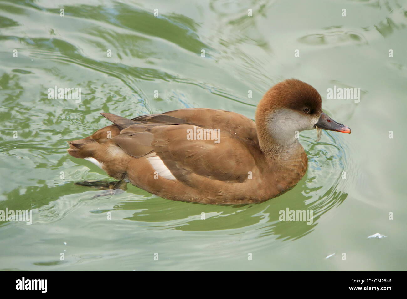 Female pochard duck Stock Photo - Alamy