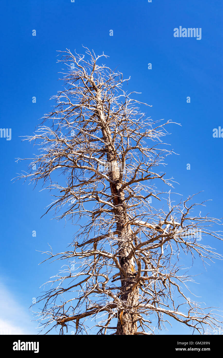 Huge dead tree and blue sky in Yellowstone National Park Stock Photo ...