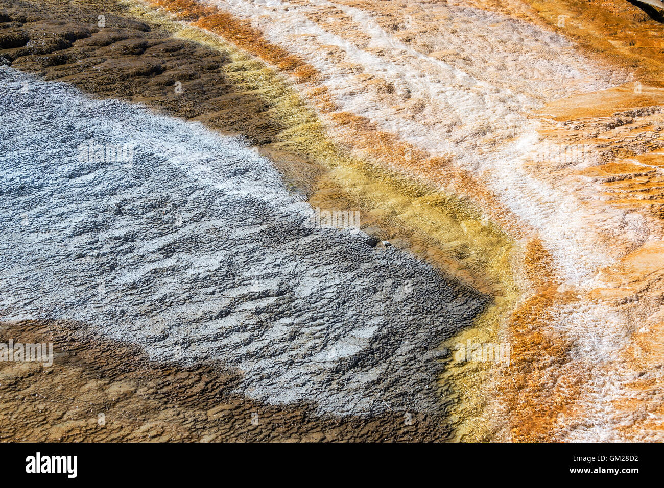 Bacteria mat in Mammoth Hot Springs in Yellowstone National Park Stock ...