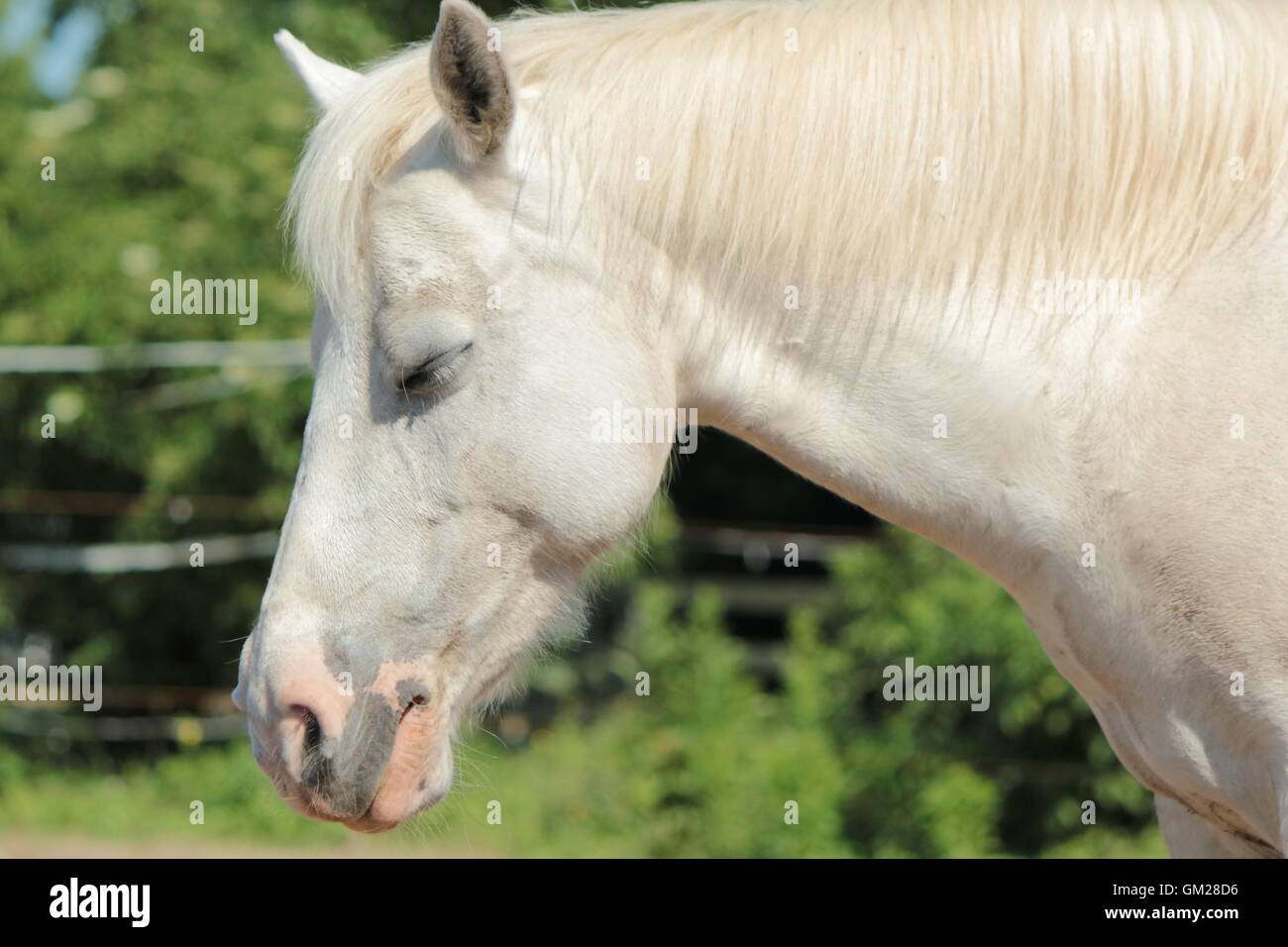 Sleepy white horse Stock Photo - Alamy