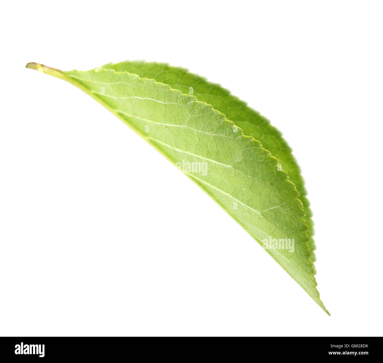 Green leaf of apple-tree Stock Photo - Alamy