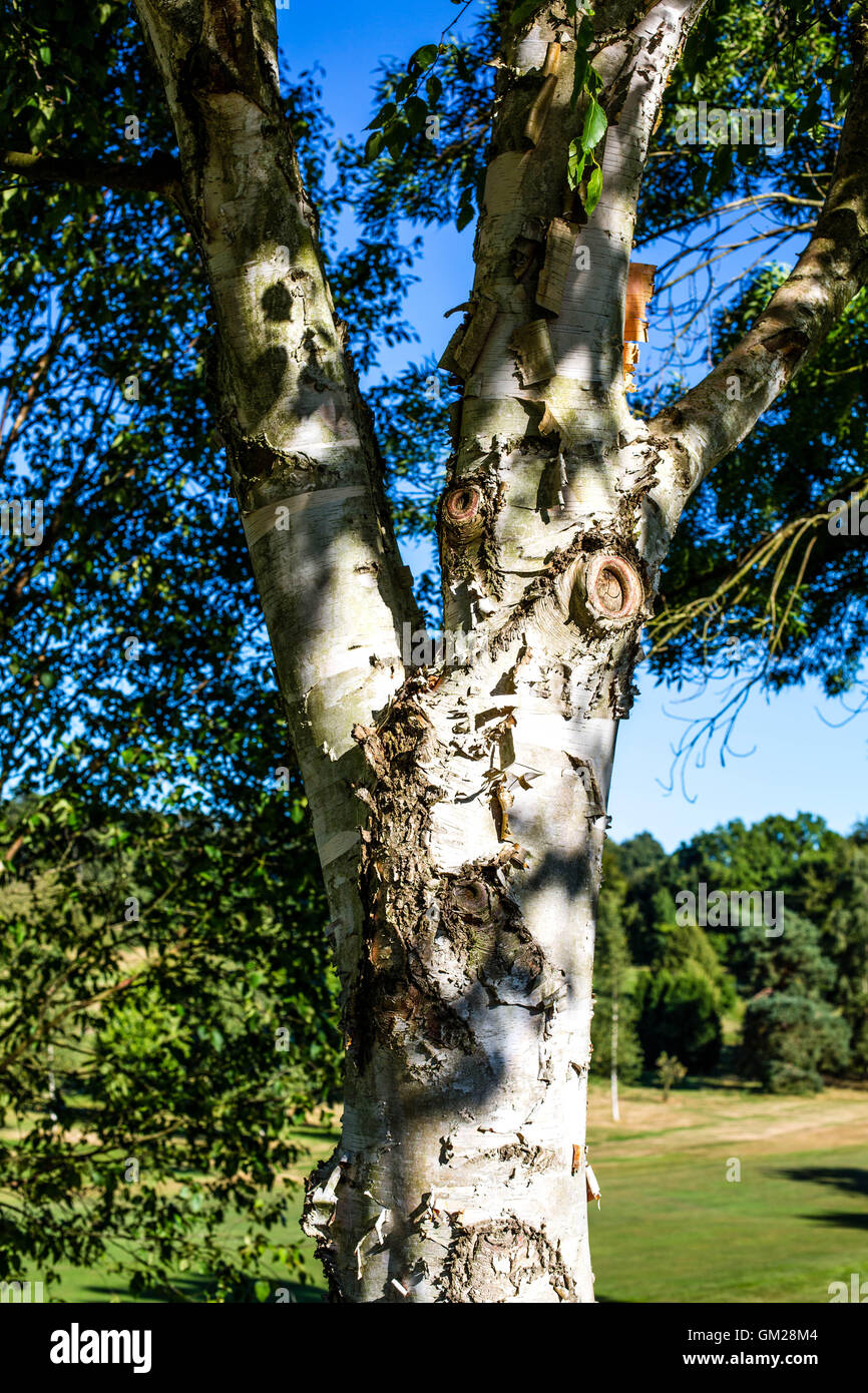 Silver birch tree bark hi-res stock photography and images - Alamy