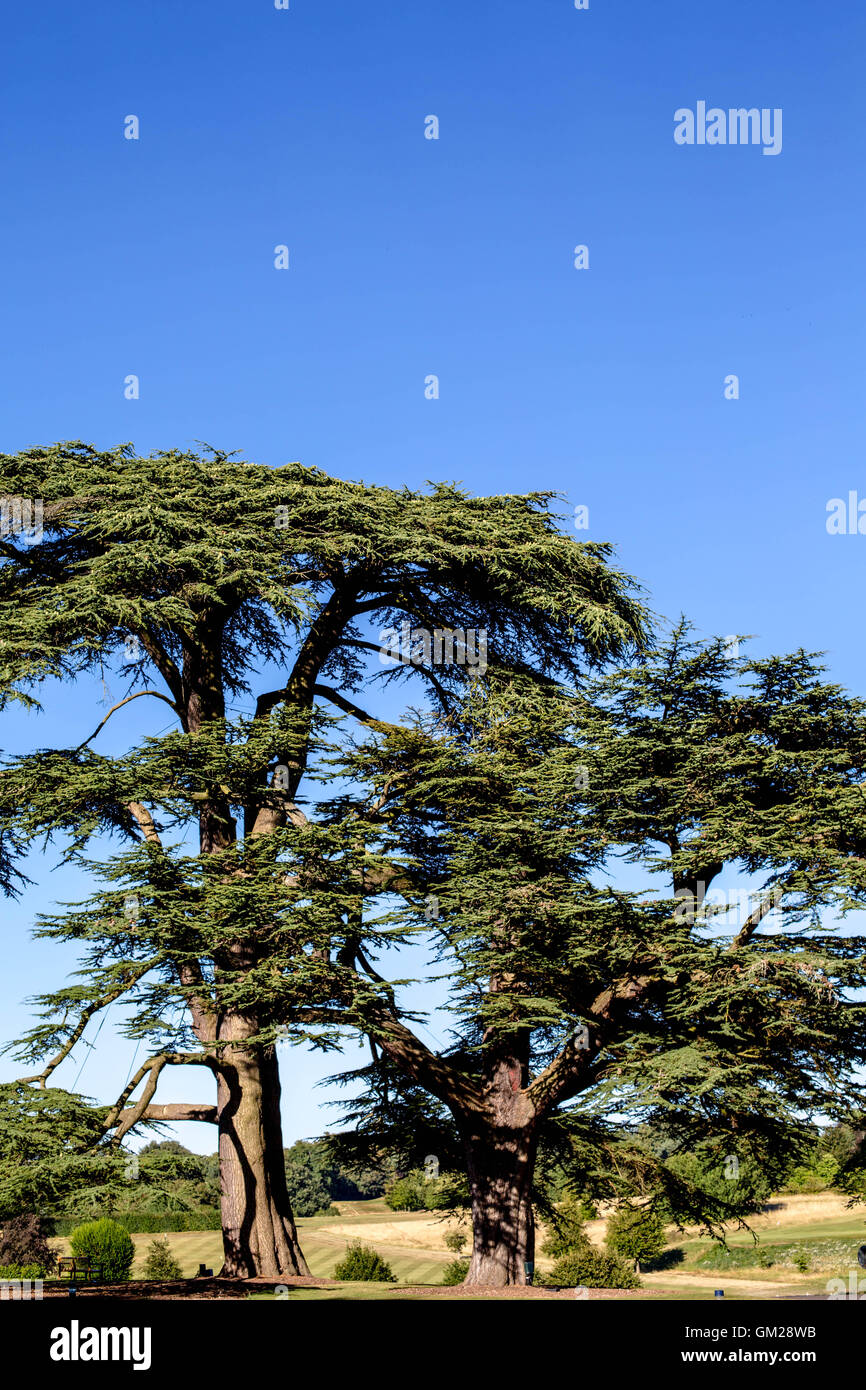Aged cedar hi-res stock photography and images - Alamy