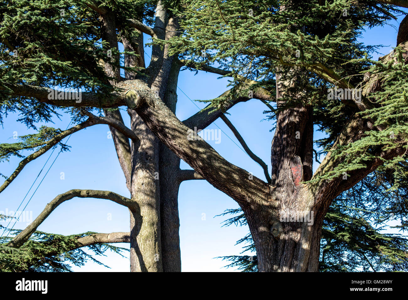 Cedar trees hi-res stock photography and images - Alamy