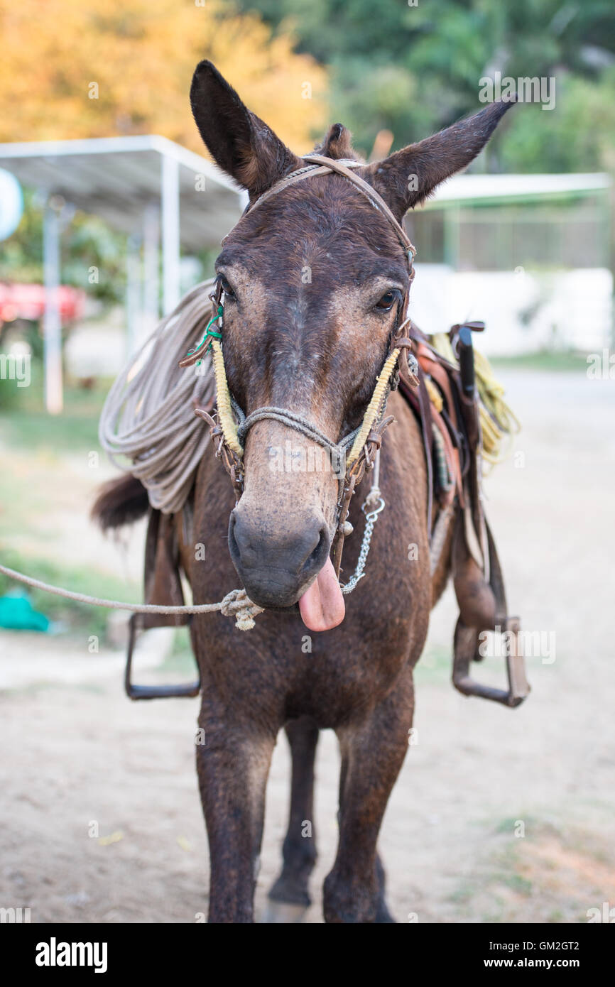 Donkey sticks his tongue Stock Photo - Alamy