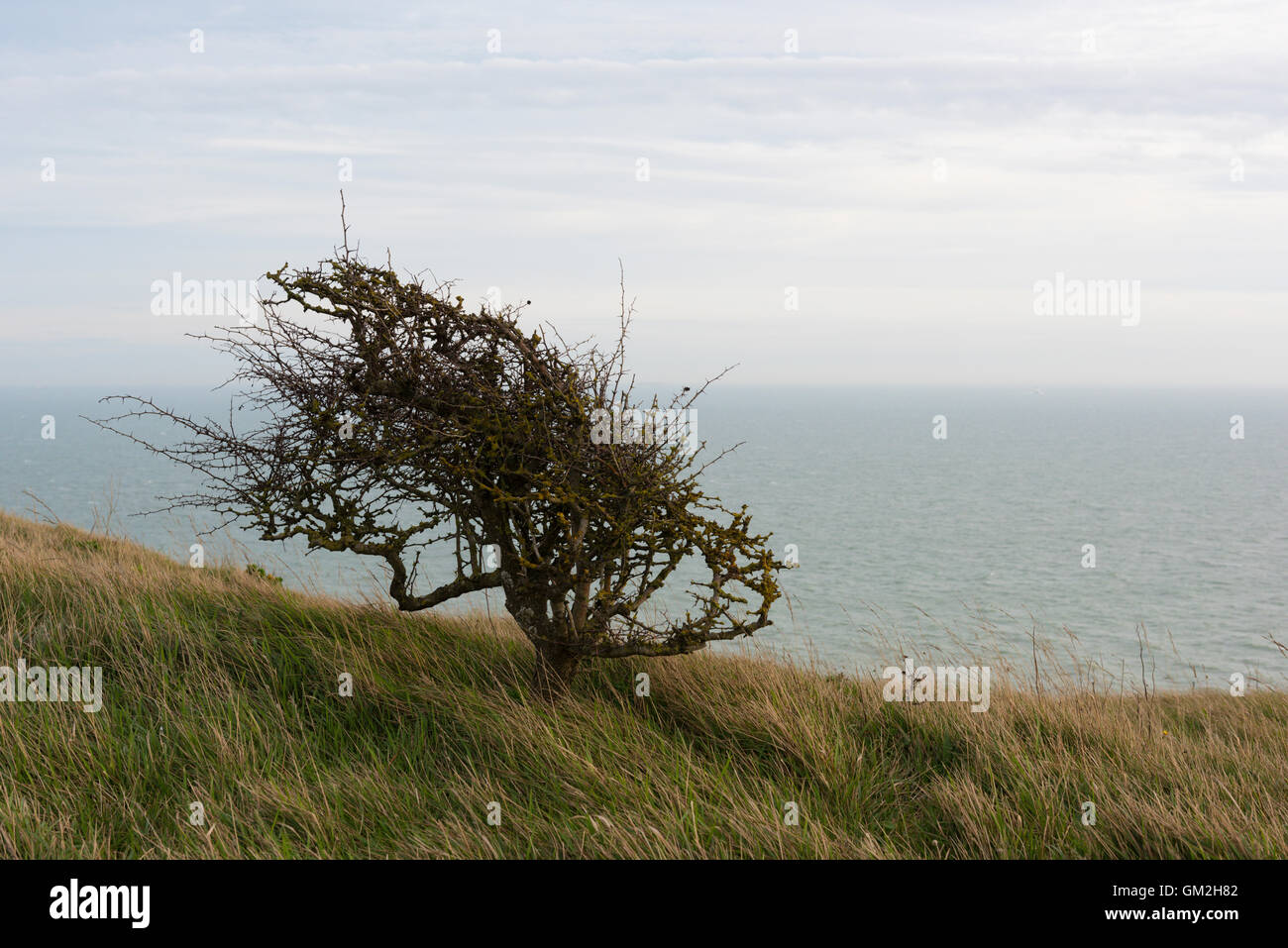 Stunted bush at South Foreland and Langdon Cliffs near Dover in Kent ...