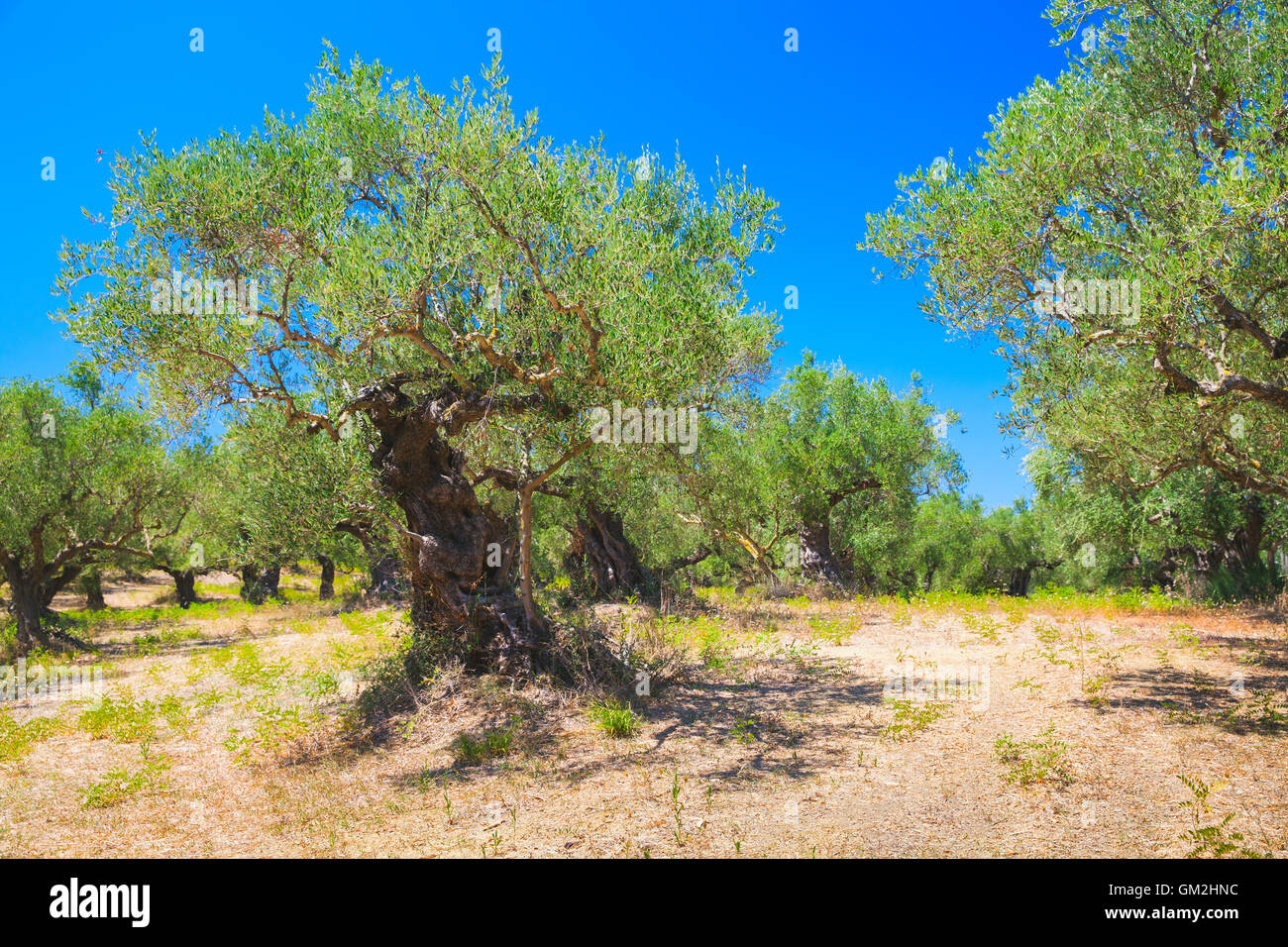 Olive trees greece hi-res stock photography and images - Alamy