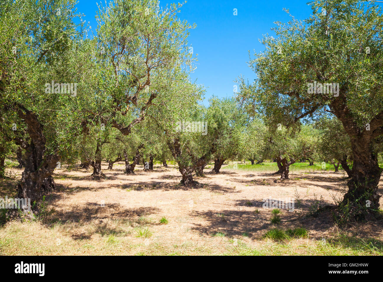 Olive trees greece hi-res stock photography and images - Alamy