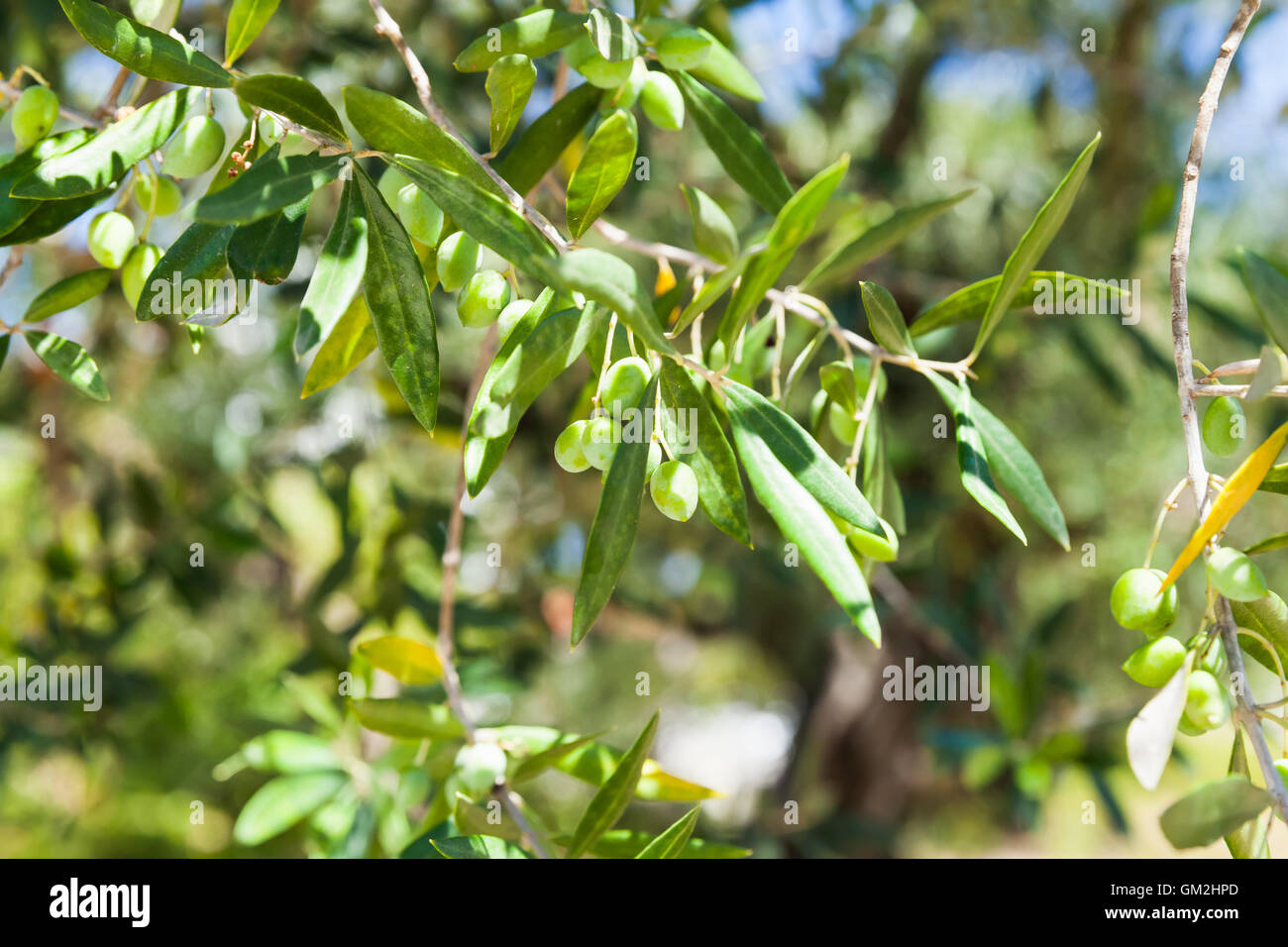 Olive tree branches with green fruits in sunlight over blurred garden ...