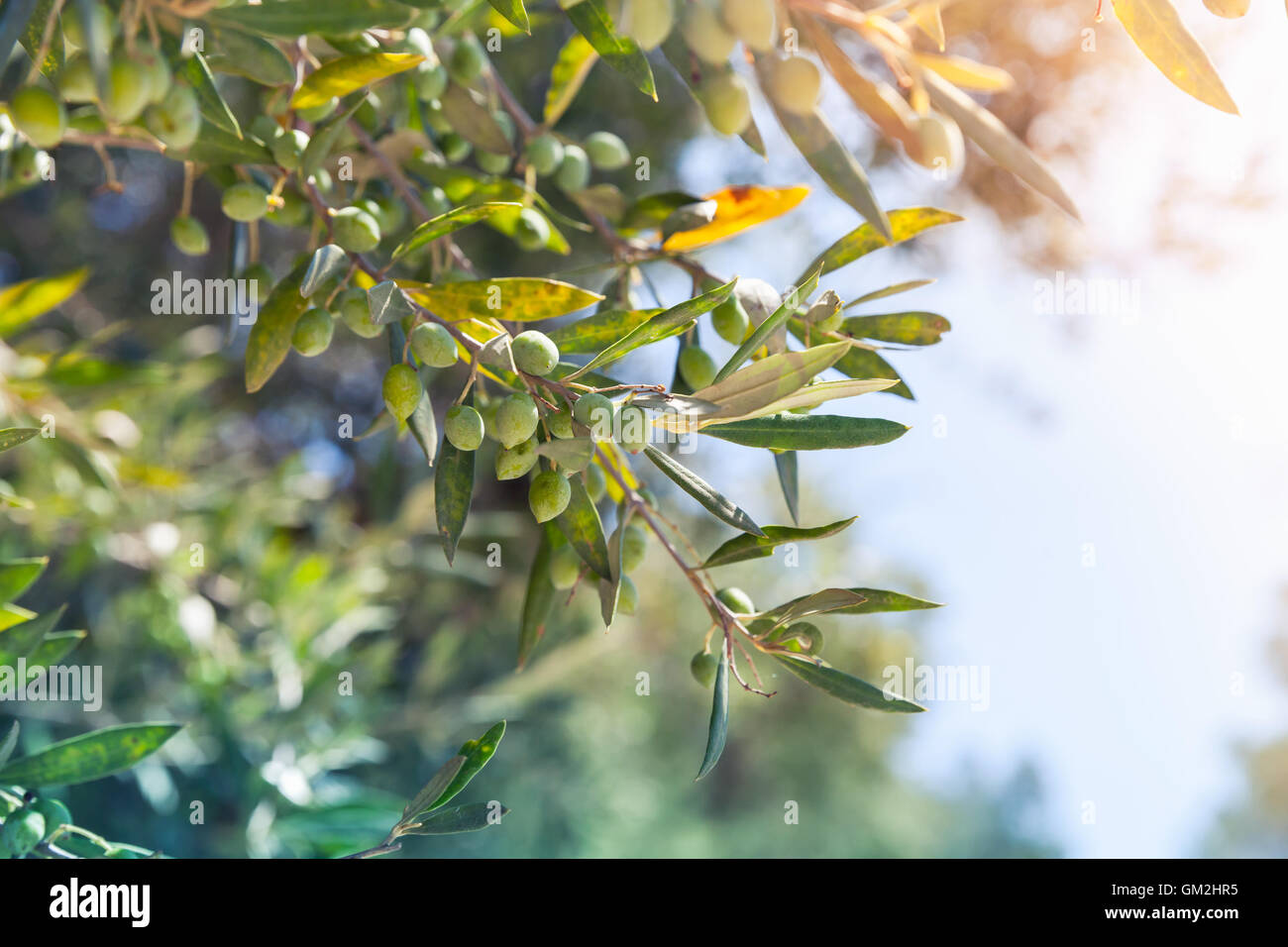 Olive tree branches with green fruits in sunlight over bright sky ...