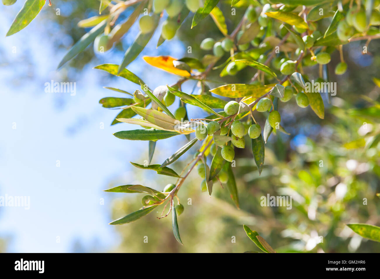 Olive tree branches with green fruits in sunlight over blurred sky ...