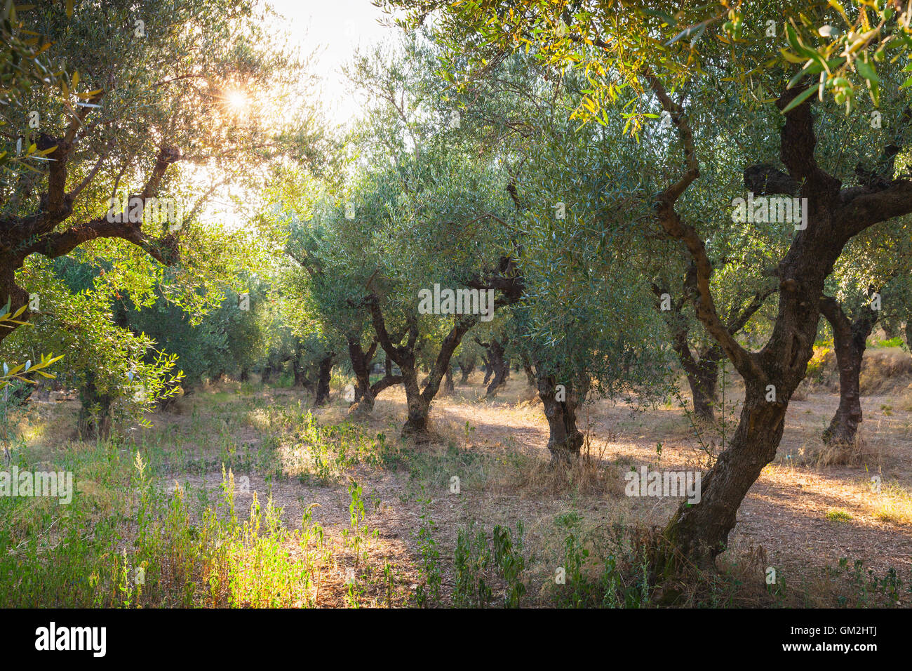 Olive trees with green fruits in morning sunlight, traditional Greek ...
