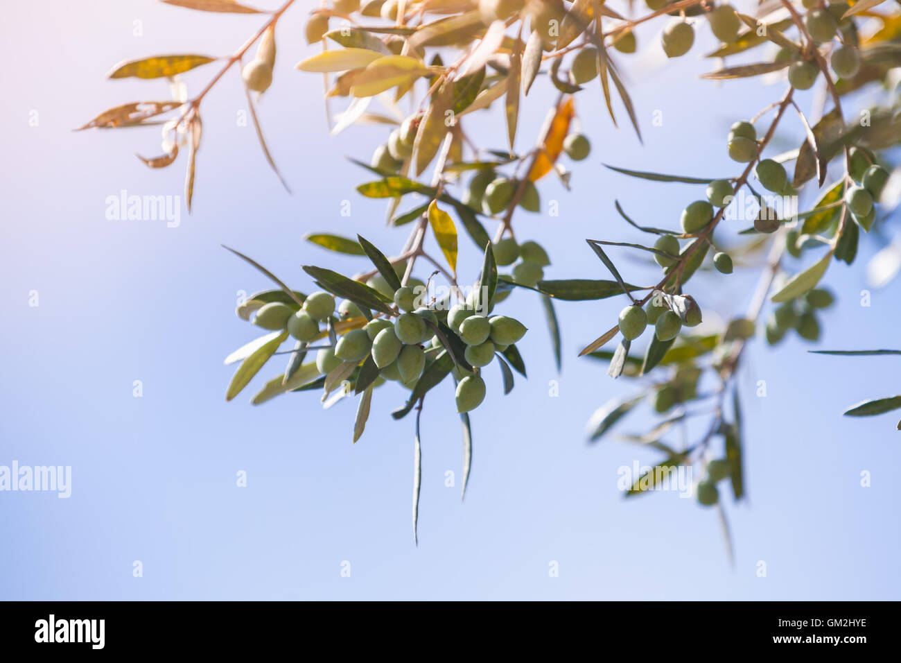 Green olive tree branches with fruits in sunlight over bright sky ...