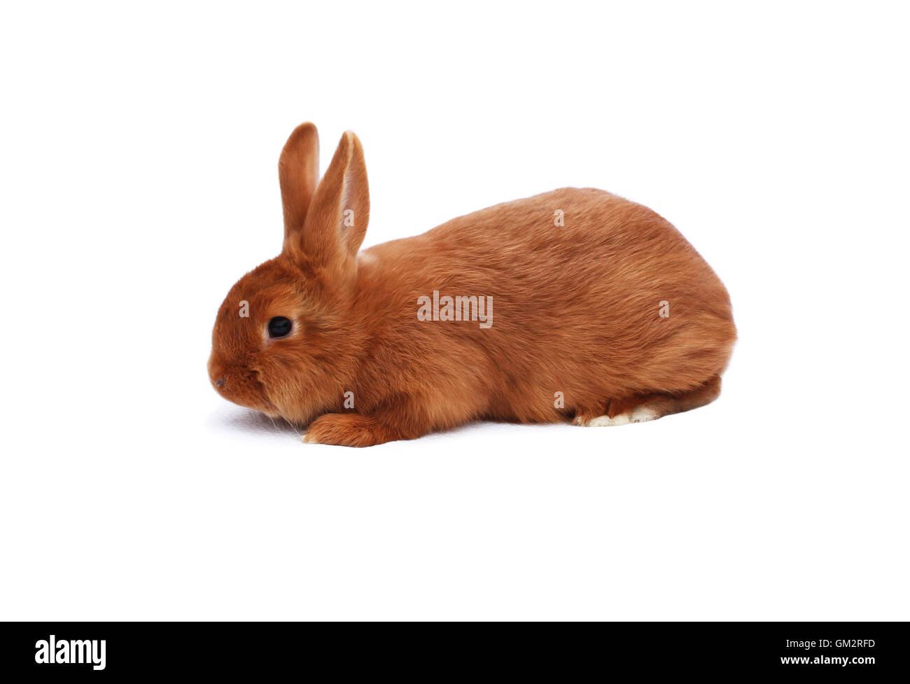 New Zealand purebred red baby rabbit on white tablecloth Stock Photo ...