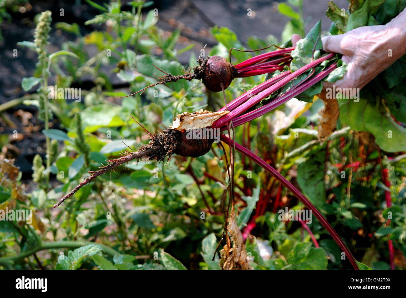 Female picking organic beets Stock Photo - Alamy
