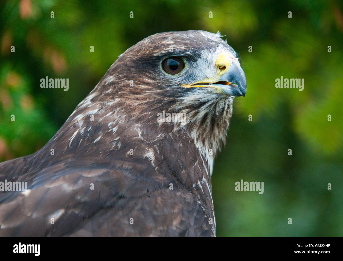Common buzzard bird of prey hi-res stock photography and images - Alamy