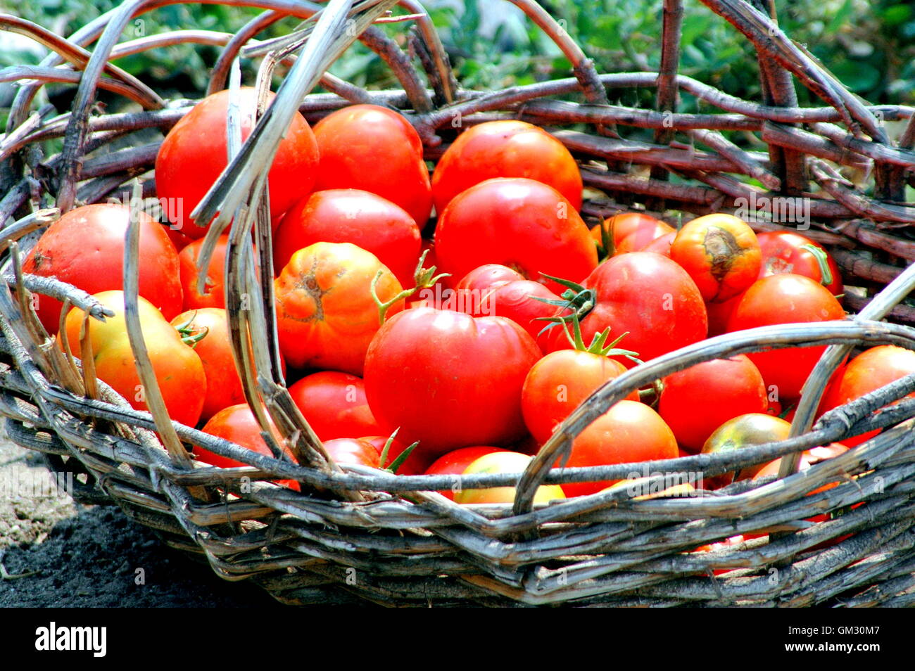 Fresh picked organic vegetables from the garden Stock Photo - Alamy