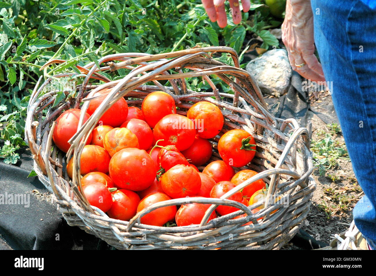 Fresh picked organic vegetables from the garden Stock Photo - Alamy