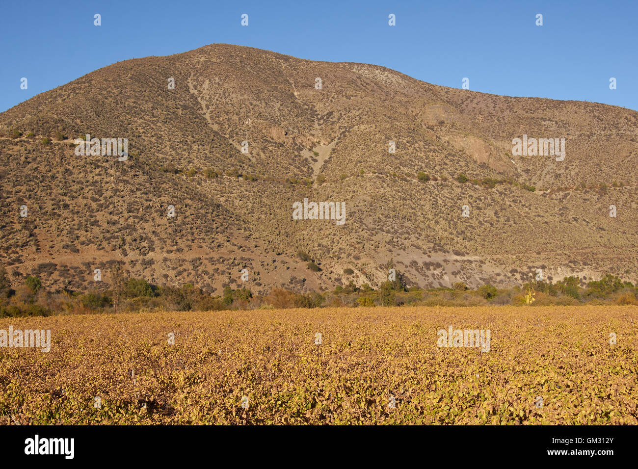 Limari valley chile hi-res stock photography and images - Alamy
