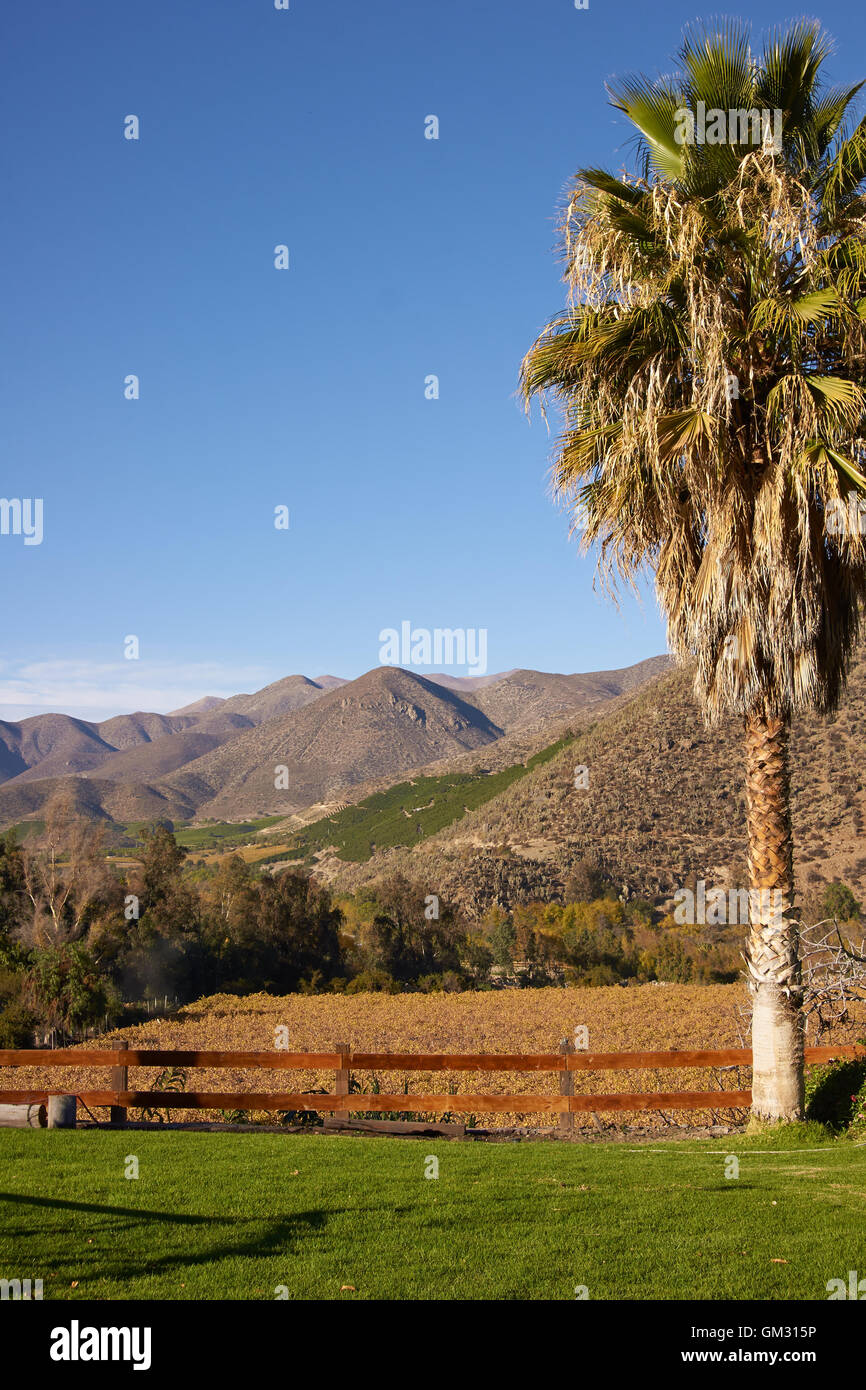 Vineyards in the Limari Valley in Central Chile Stock Photo - Alamy
