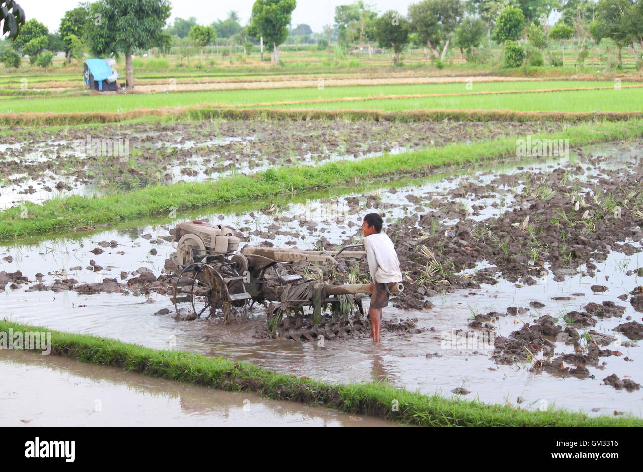 Local child works in rice fields in Lombok Indonesia Stock Photo - Alamy