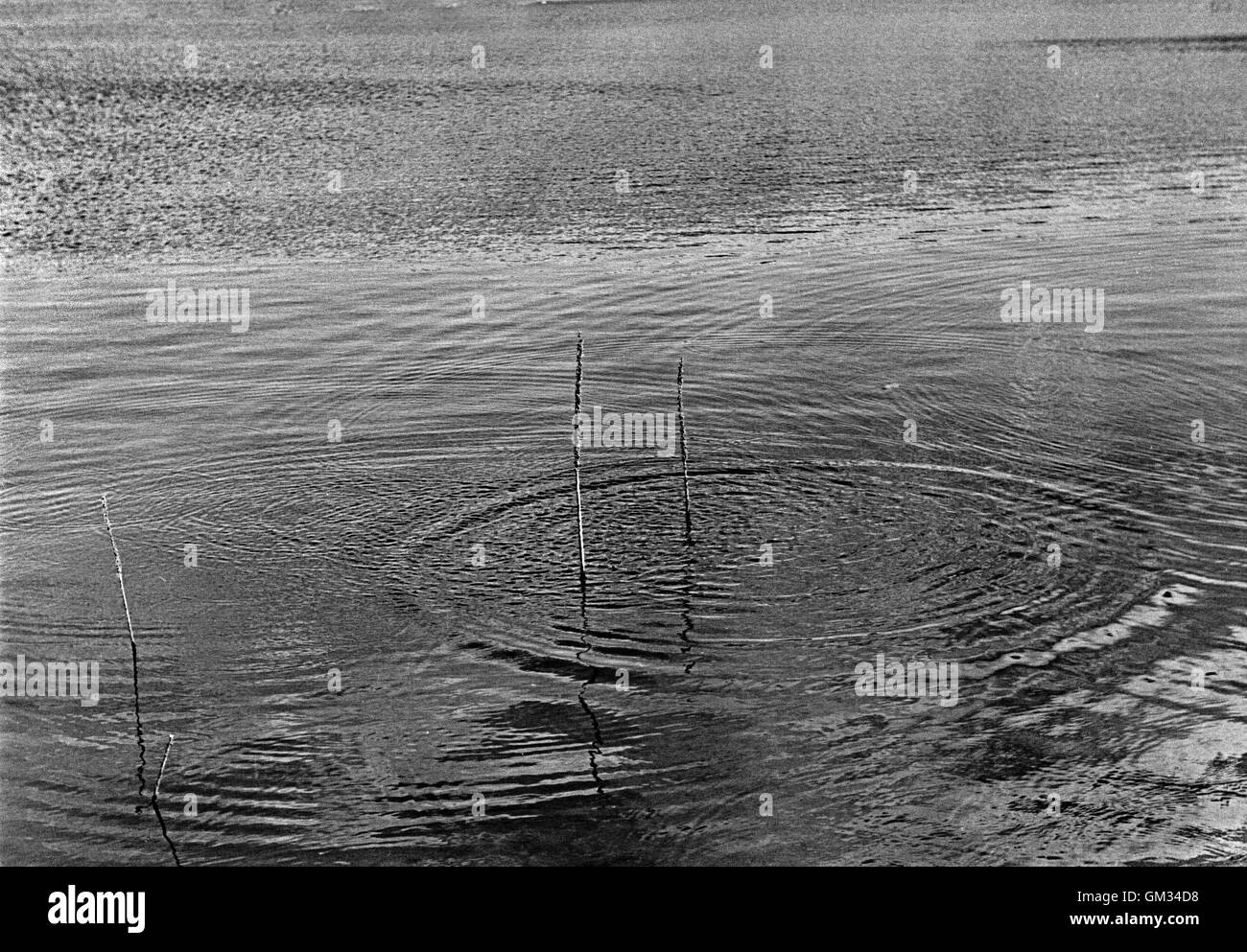 Circles in water Stock Photo - Alamy
