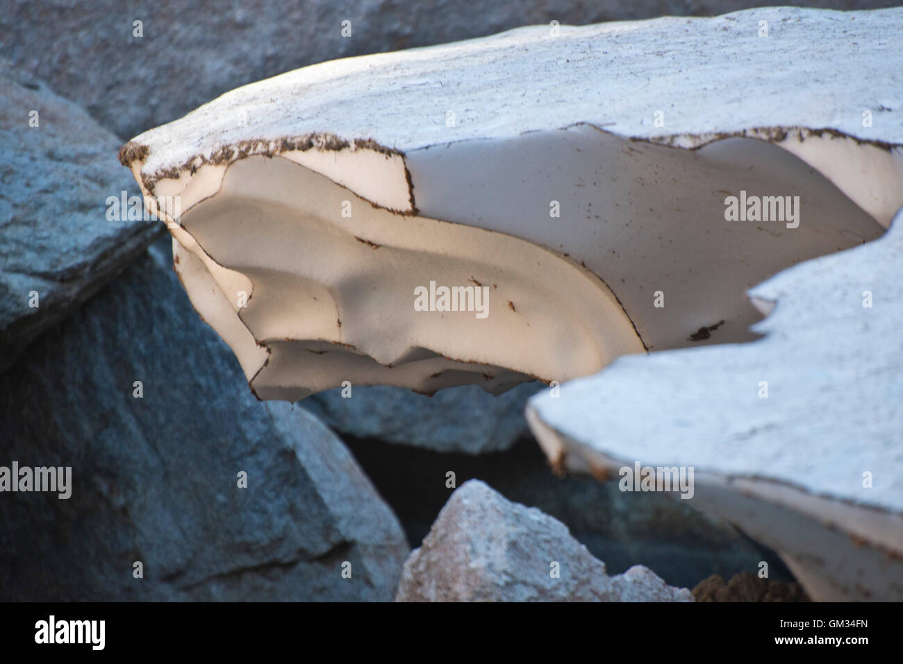 Melting snow field on Benson Lake Loop trail Stock Photo - Alamy