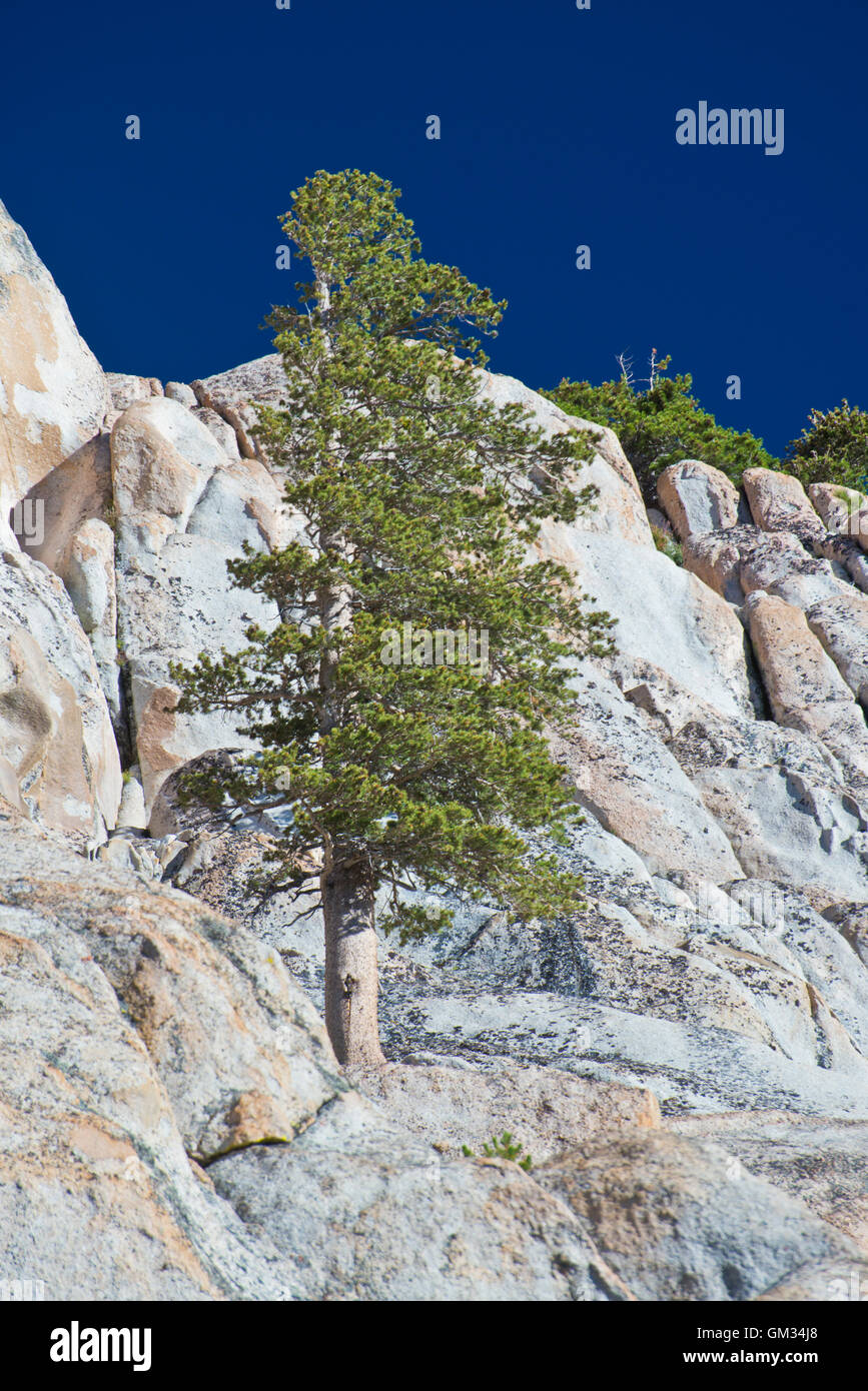 Lone tree growing out of a rock face on Benson Lake Loop trail Stock ...