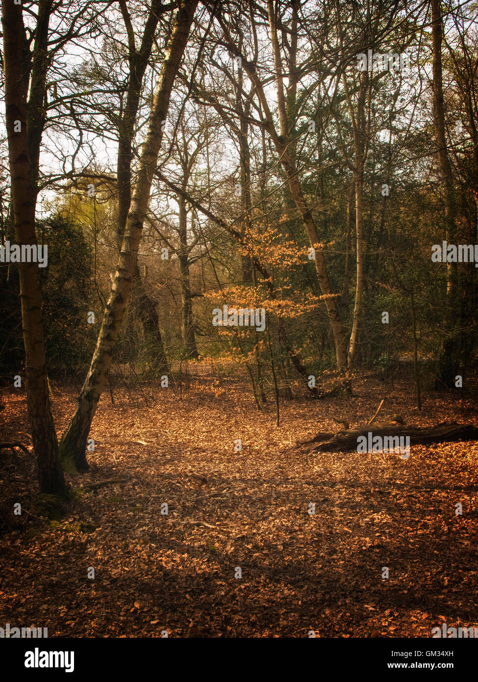 England: Burnham Beeches, Buckinghamshire Stock Photo - Alamy