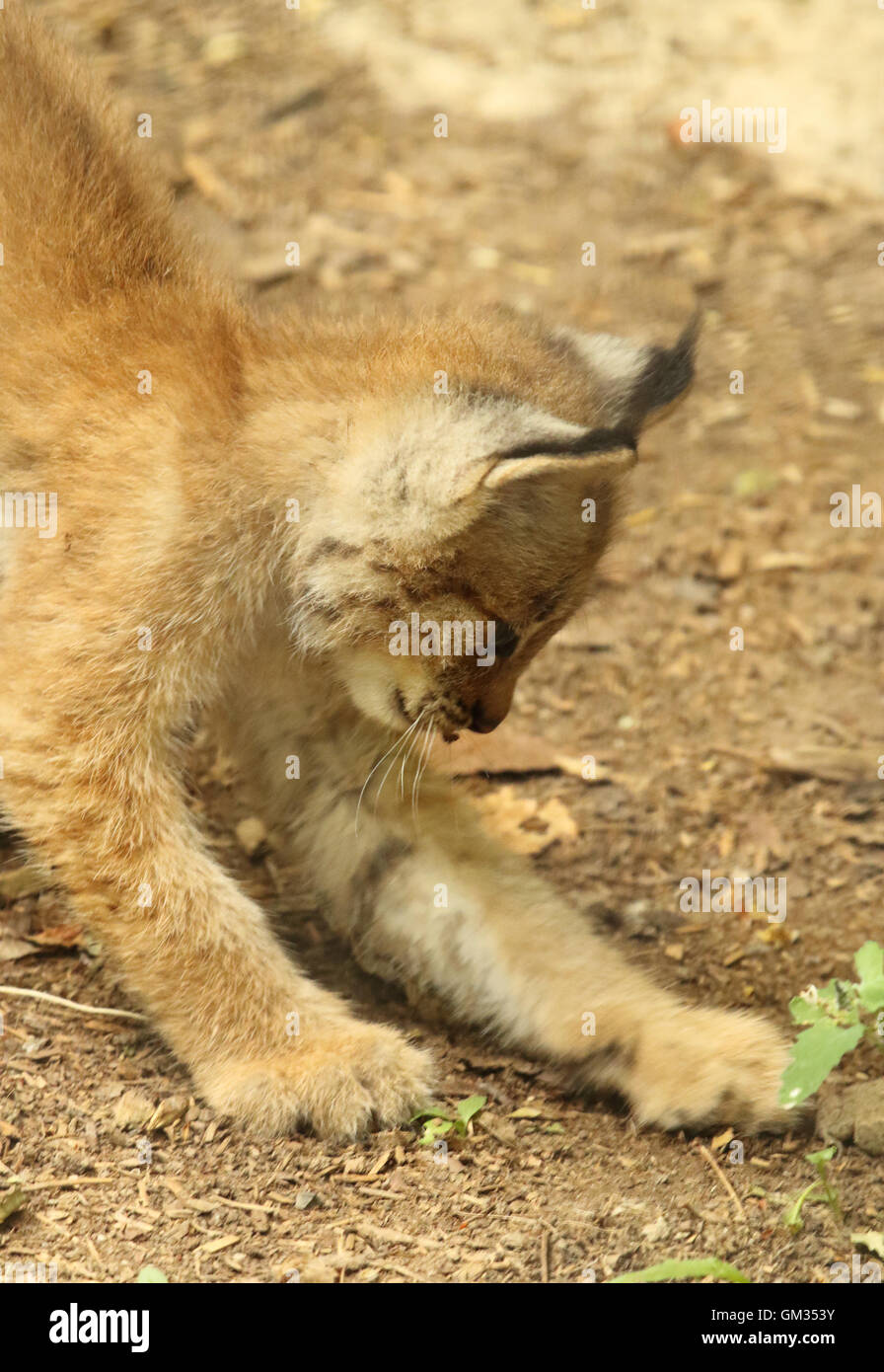 A young Canada Lynx kitten pouncing Stock Photo - Alamy