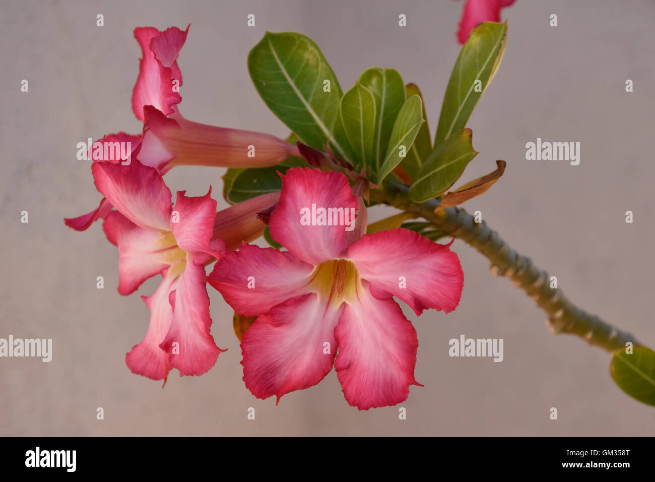 Desert Rose plant, Acapulco, Mexico. Adenium obesum is a genus of ...