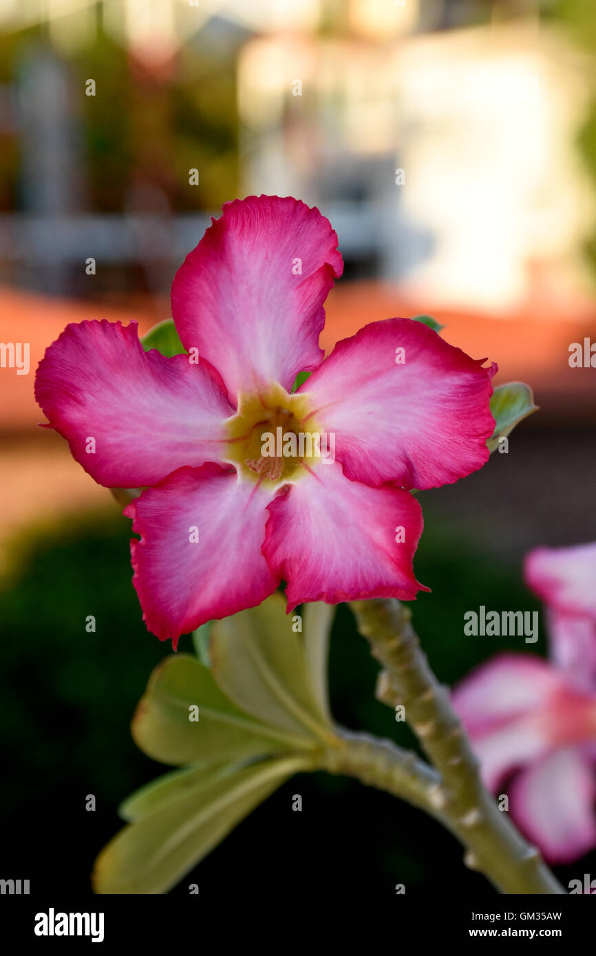 Desert Rose plant, Acapulco, Mexico. Adenium obesum is a genus of ...