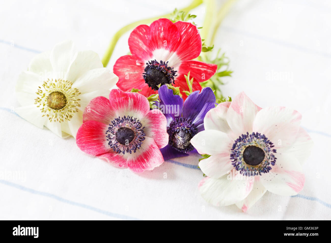 Elegant anemone bouquet hi-res stock photography and images - Alamy