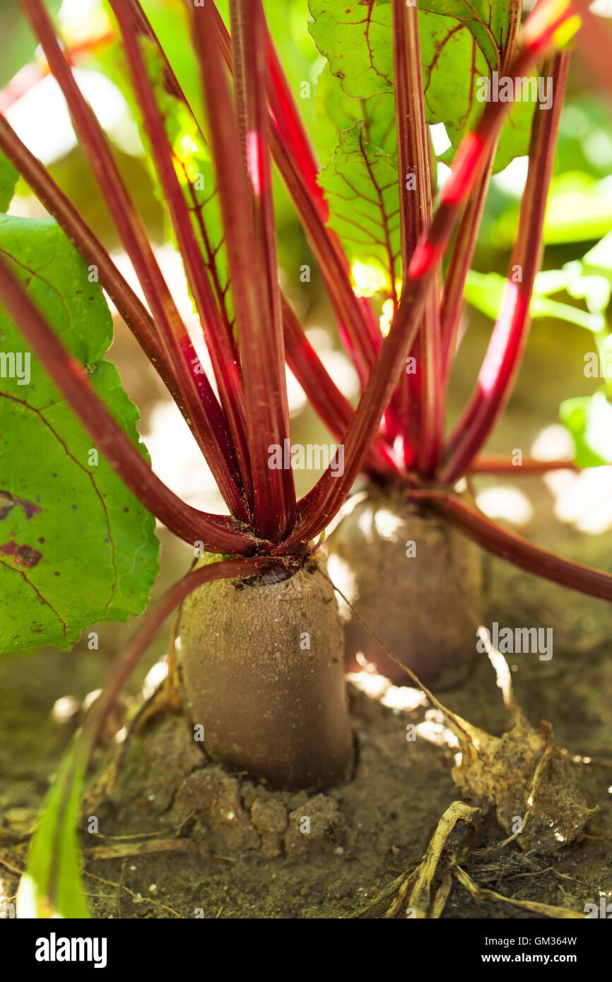 Beetroot head hi-res stock photography and images - Alamy
