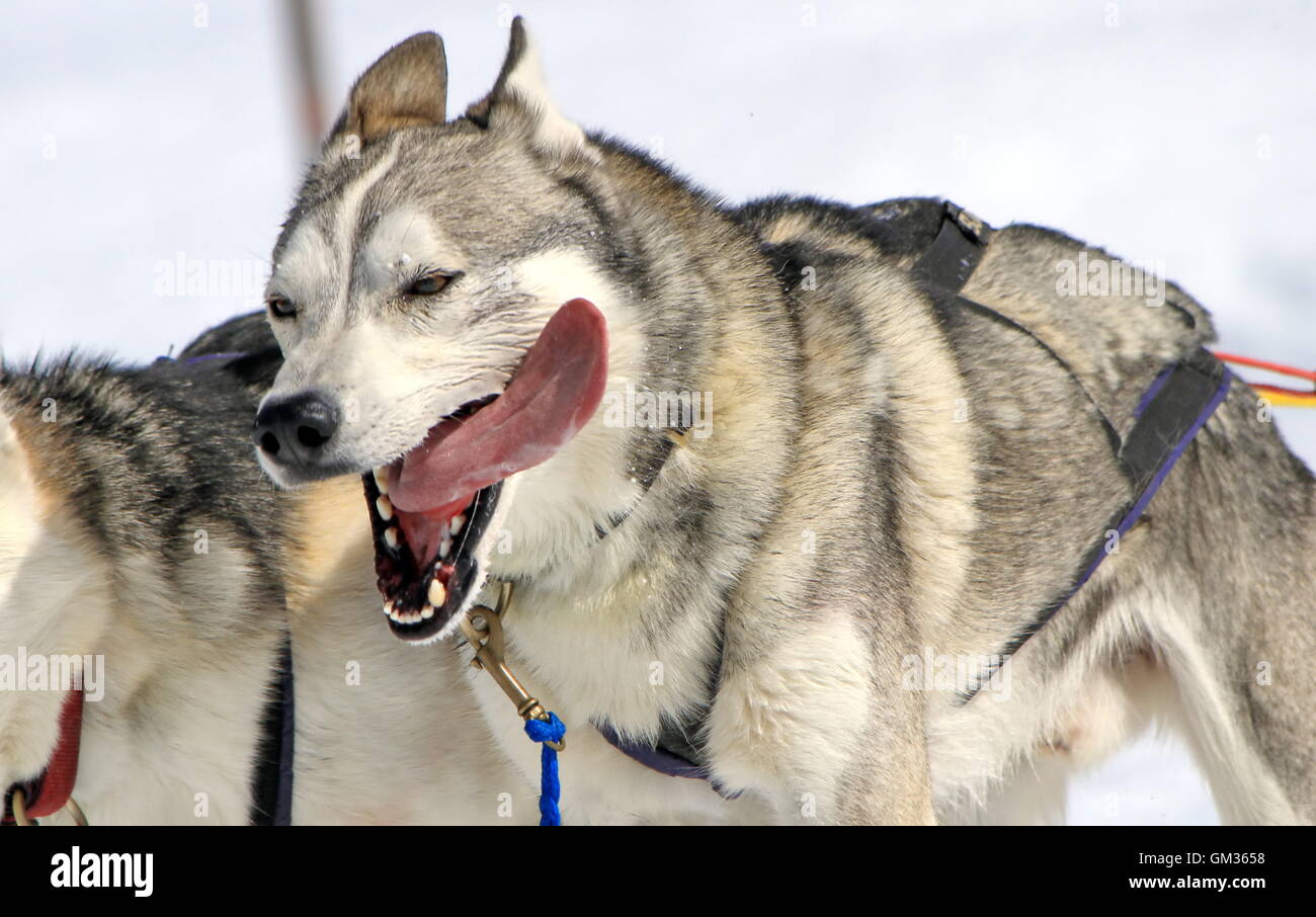 Husky sled dog at work Stock Photo - Alamy