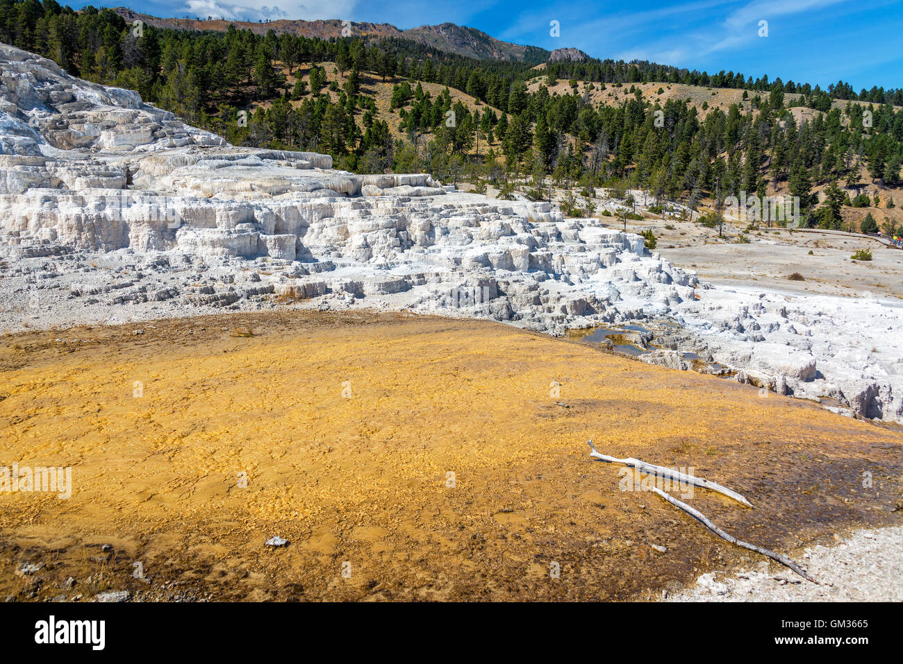 Terraces at Mammoth Hot Springs in Yellowstone National Park Stock ...