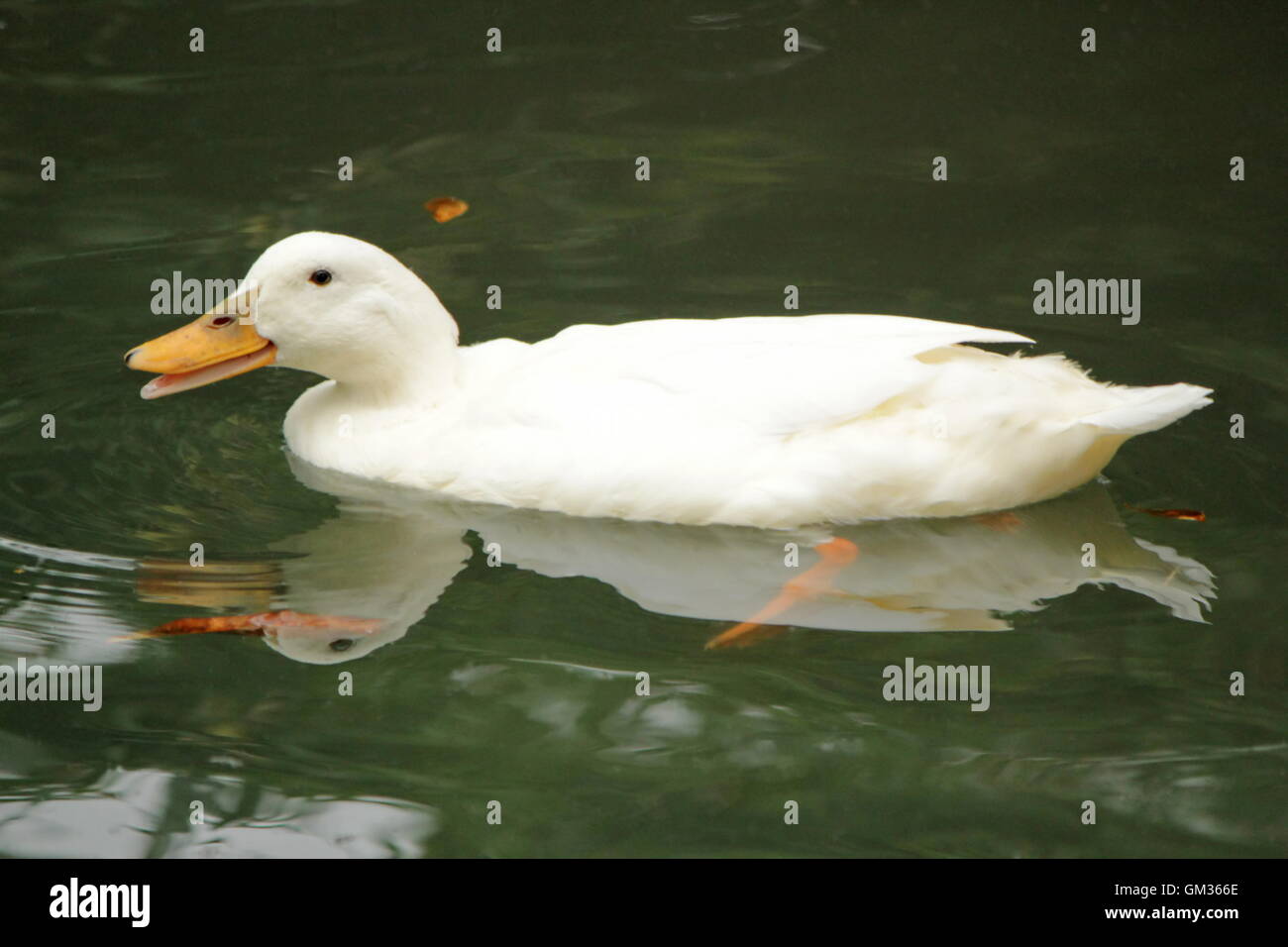 White duck talking Stock Photo - Alamy