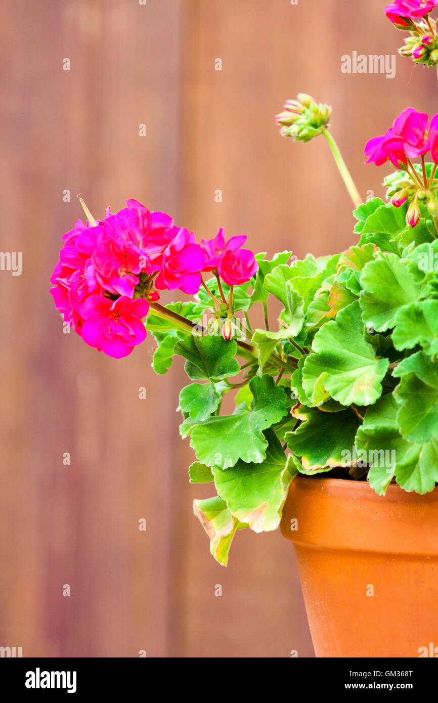 Geranium in the pot Stock Photo - Alamy
