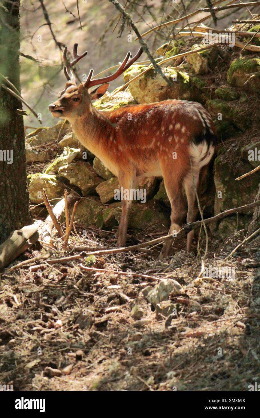 Cute doe hi-res stock photography and images - Alamy