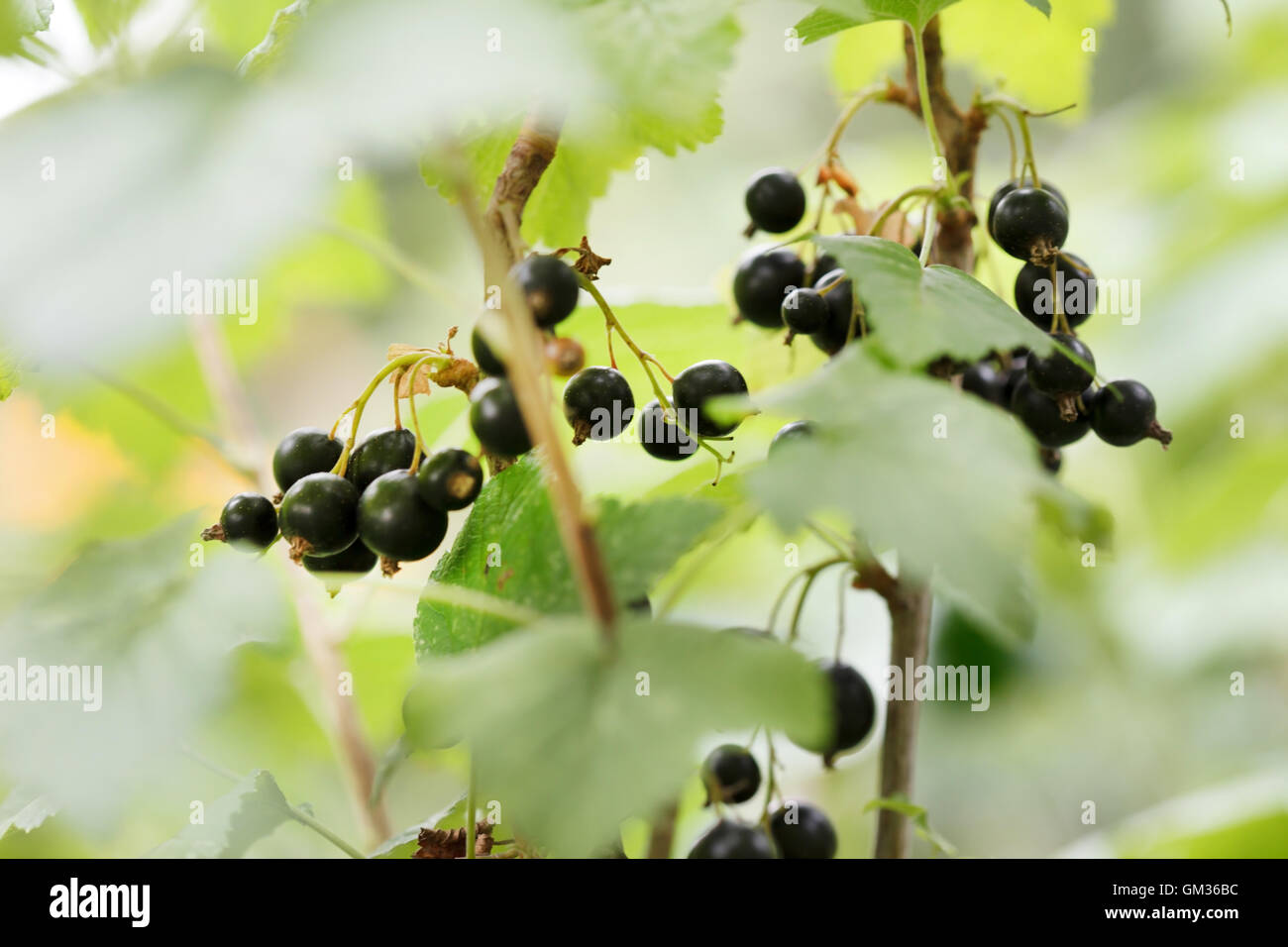 Black currant branch hi-res stock photography and images - Alamy