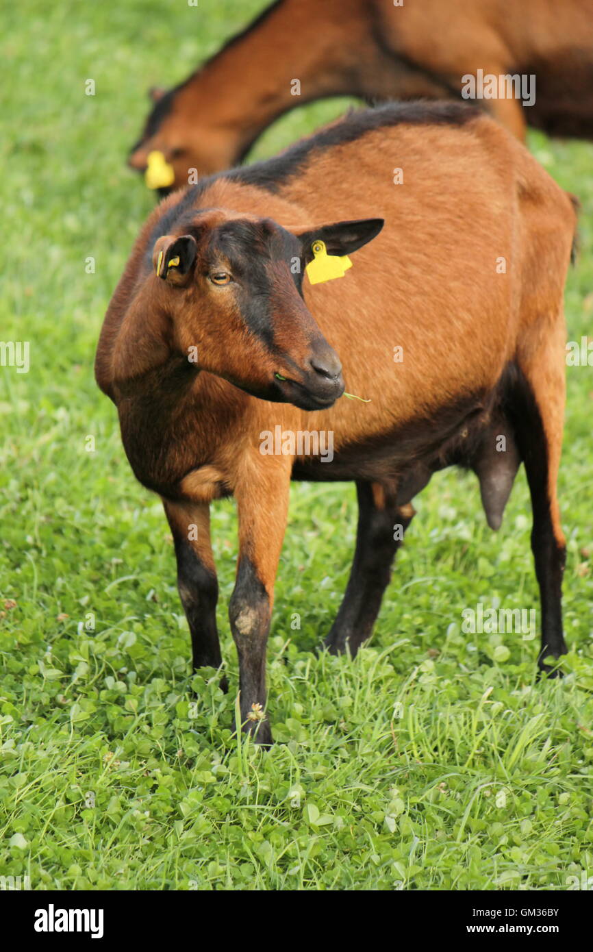 Portrait of a goat Stock Photo - Alamy
