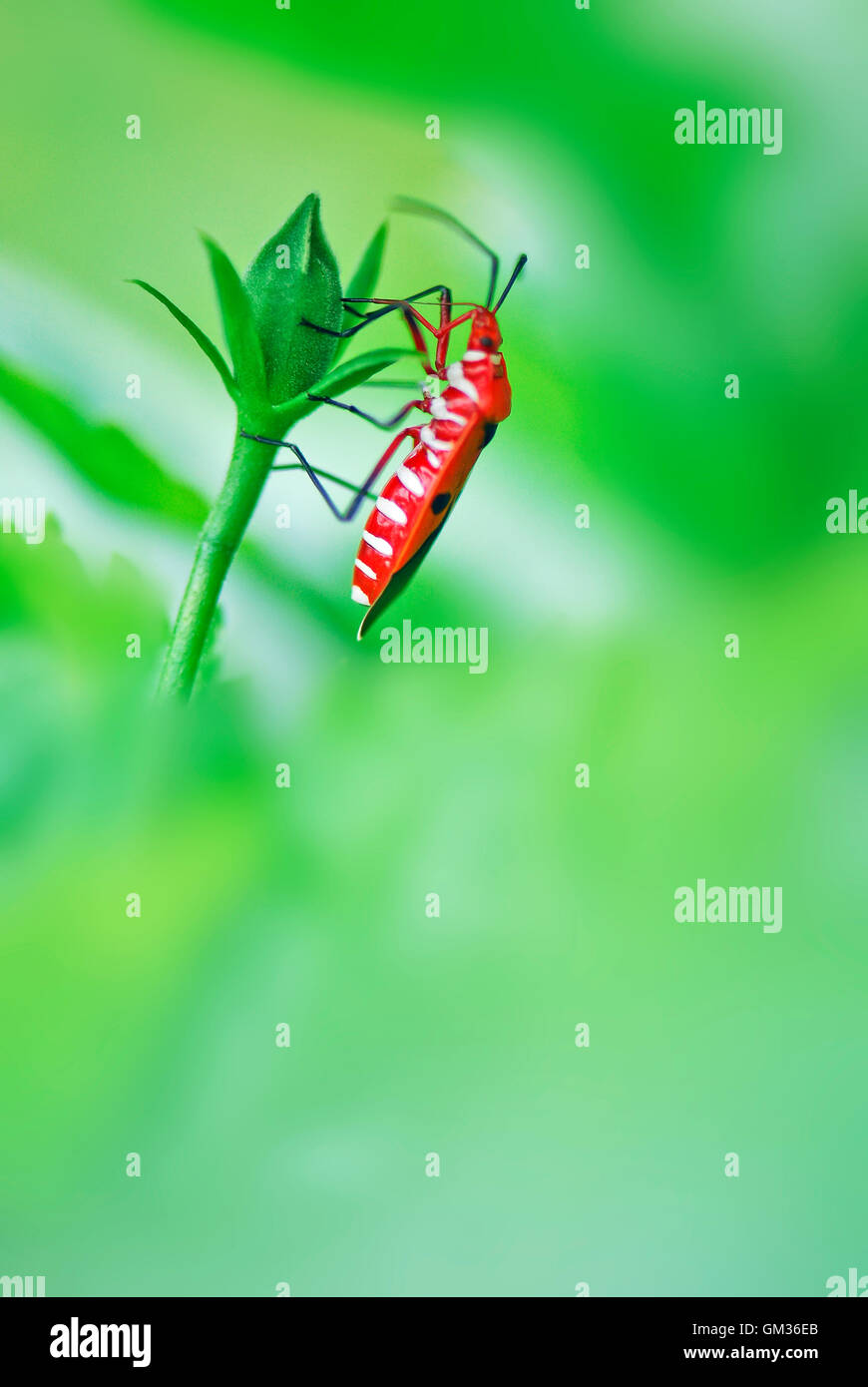 Pentatomidae hi-res stock photography and images - Alamy