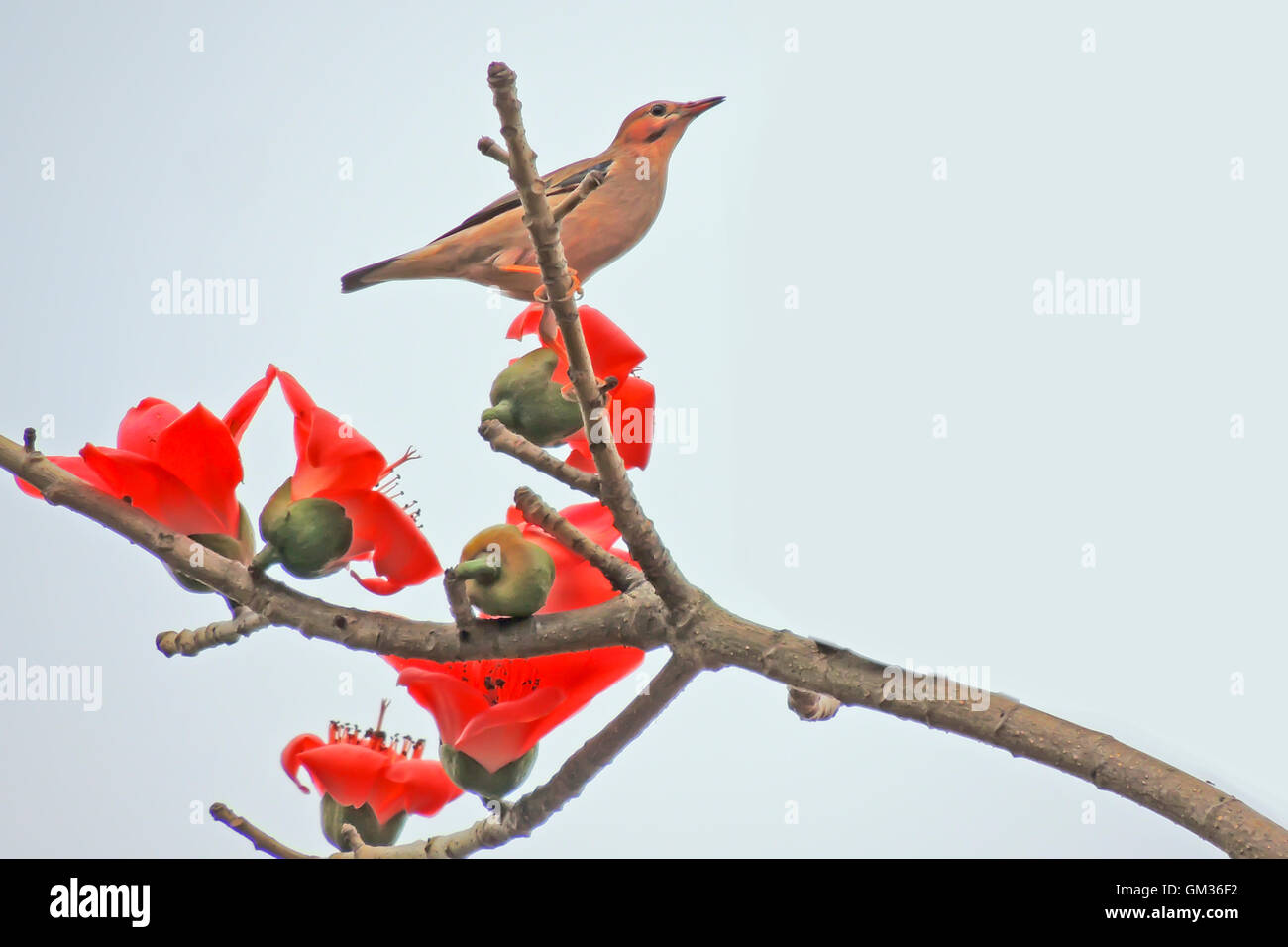 The Kapok and birds Stock Photo - Alamy