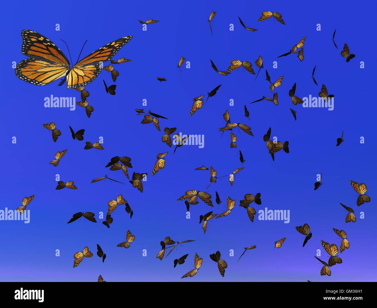 Monarch butterflies migration flight hi-res stock photography and ...
