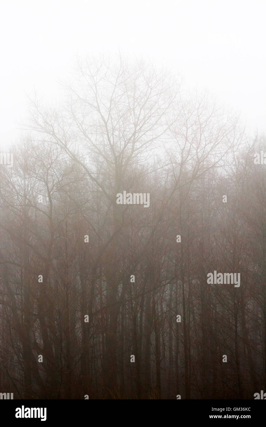 Trees in fog Stock Photo - Alamy