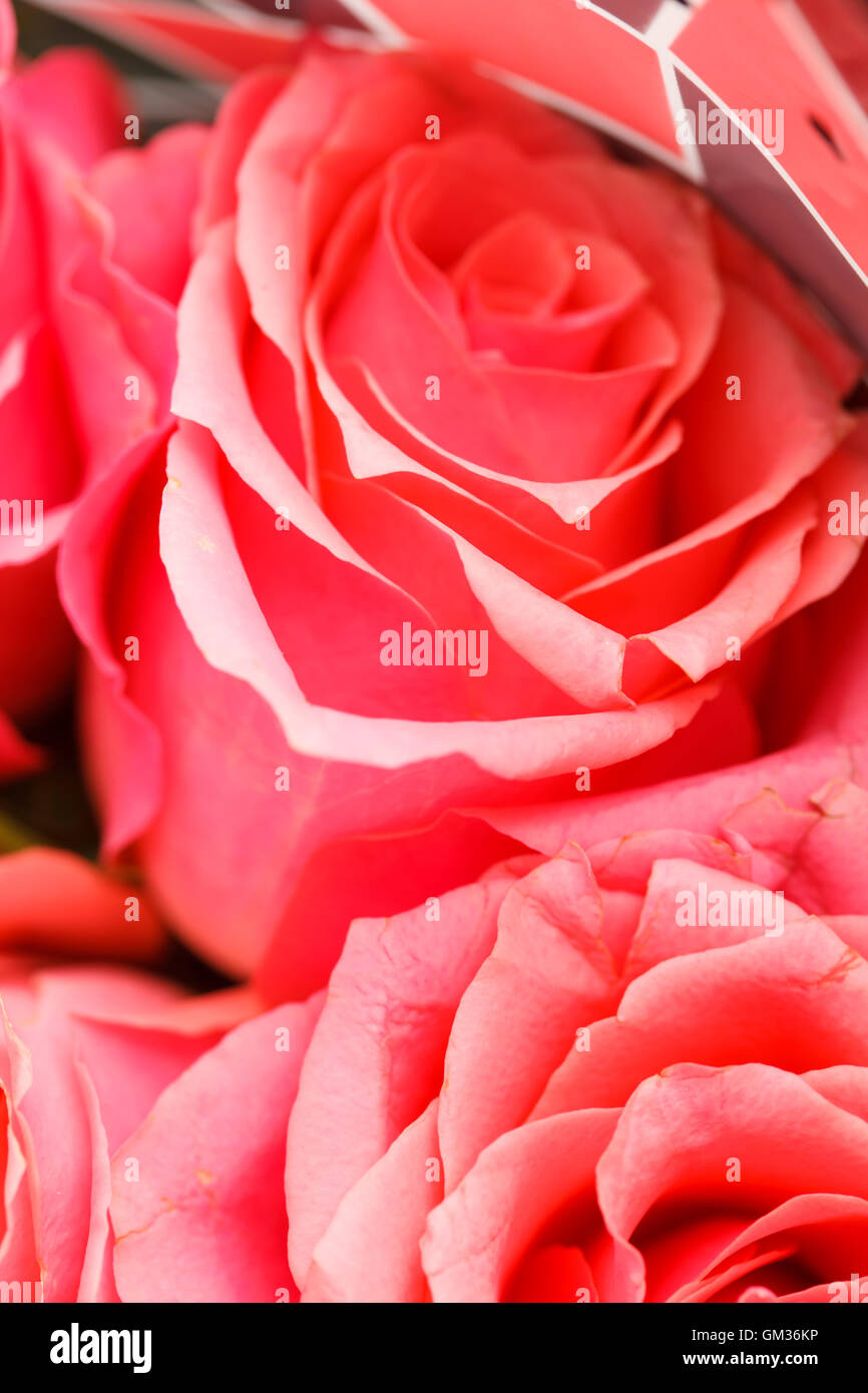 Nice day rose hi-res stock photography and images - Alamy