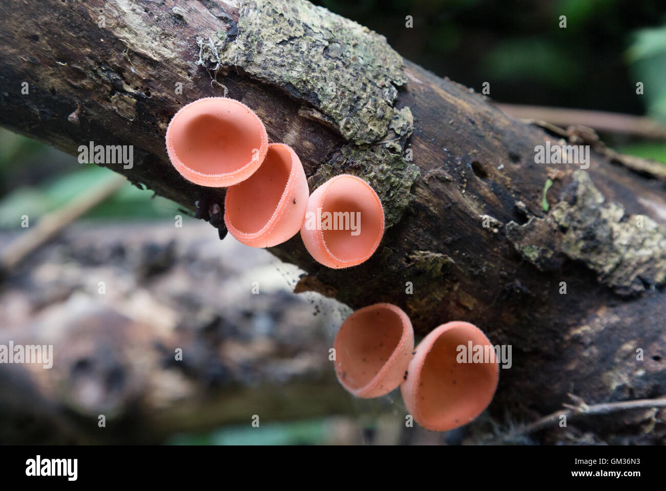 red cup fungus ( Cookeina Sulcipes ), growing on a rotten tree trunk in ...