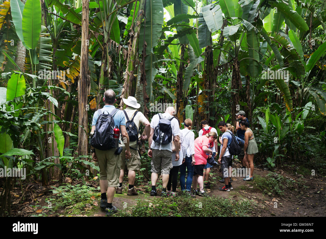 Tourists on a guided tour in the Costa Rica rainforest, Parque Carara ...