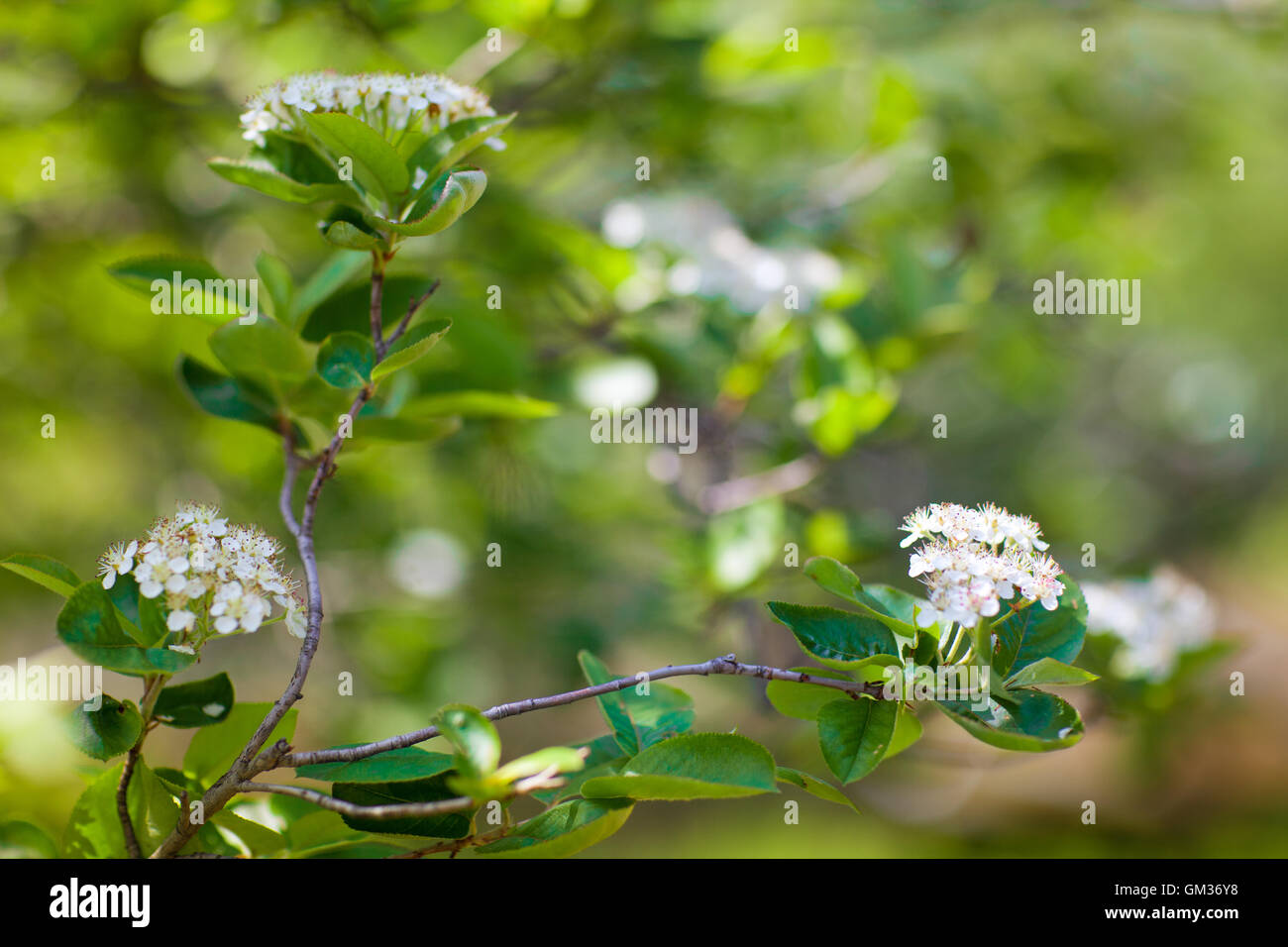 white flowers in spring Stock Photo - Alamy