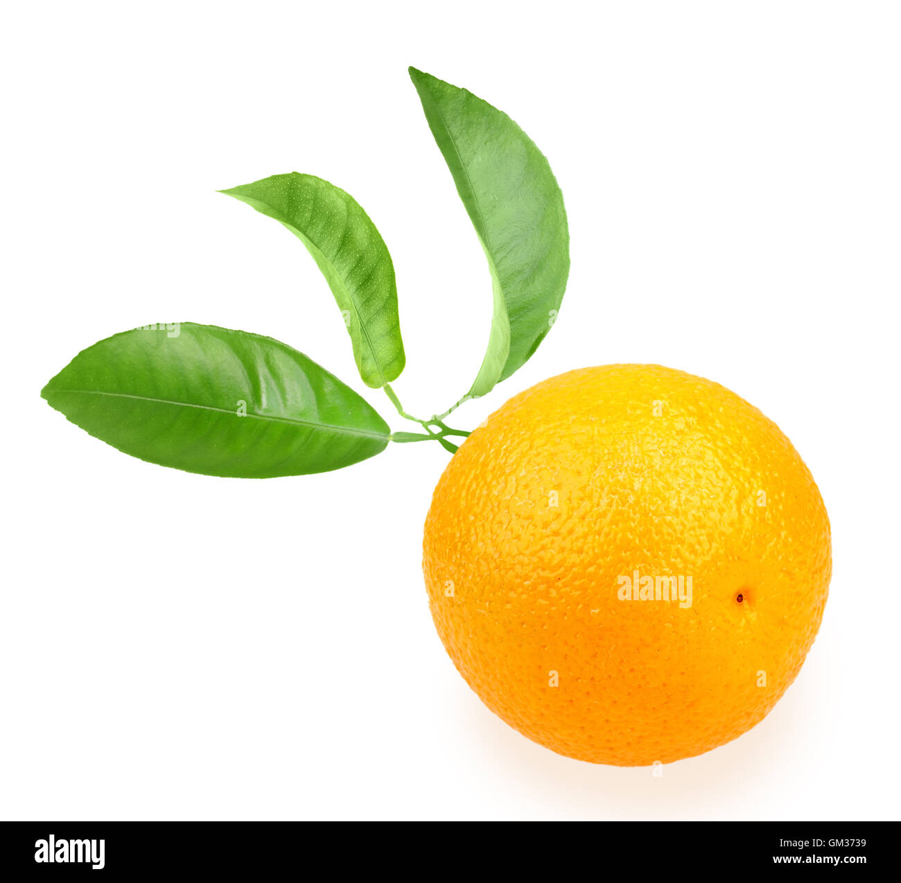 Orange and branch Stock Photo - Alamy